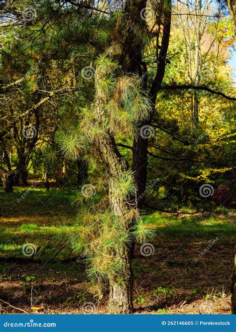 Bent Pine Trees In Crooked Forest Krzywy Las At Sunset Poland Stock