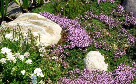 Red Creeping Thyme Detailed Care And Growing Guide