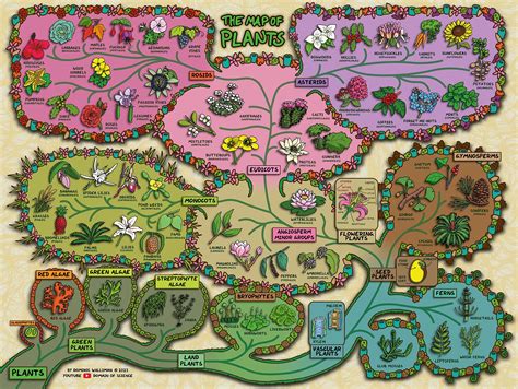 The Map Of Plants By Dominic Walliman Album On Imgur