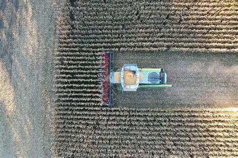 What is the difference between silage maize and grain maize Le maïs un atout pour notre avenir