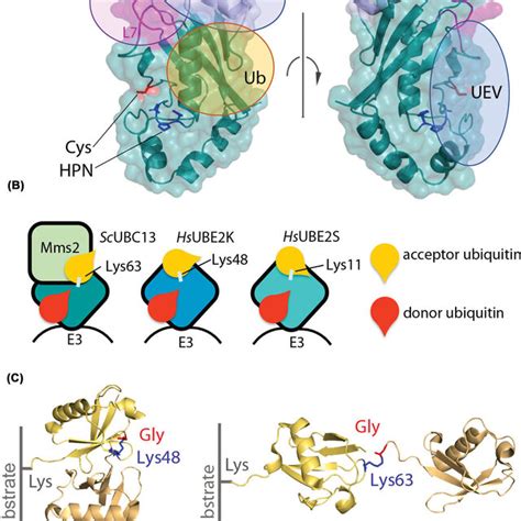 The Ubiquitin Conjugating Domain A The Structure Of The Core