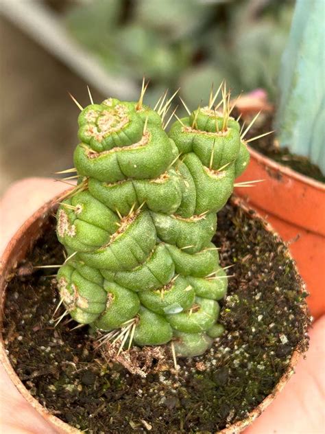 Eulychnia castanea 'Spiralis' | Promotions Mutants \ Eulychnia Cactuses ...