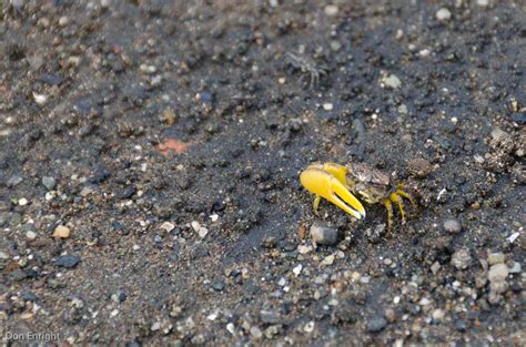 The Lemon Yellow Fiddlers Of Fiji The Art Of Visitor Experience