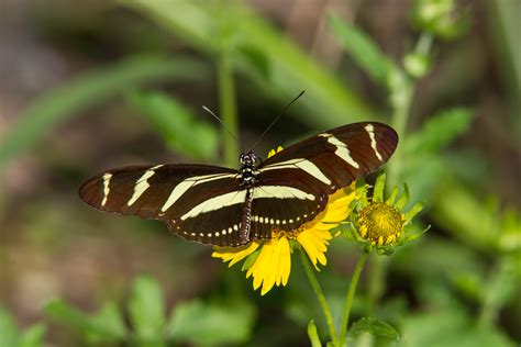 Zebra Heliconian Heliconius Charithonia Aka Zebra Longwing