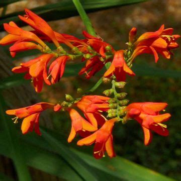 Crocosmia Ou Montbretia Fire King