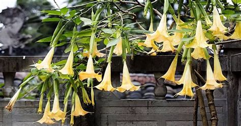 Loài hoa nguy hiểm nhất thế giới đẹp nhưng cực độc Báo Tri thức Cuộc sống