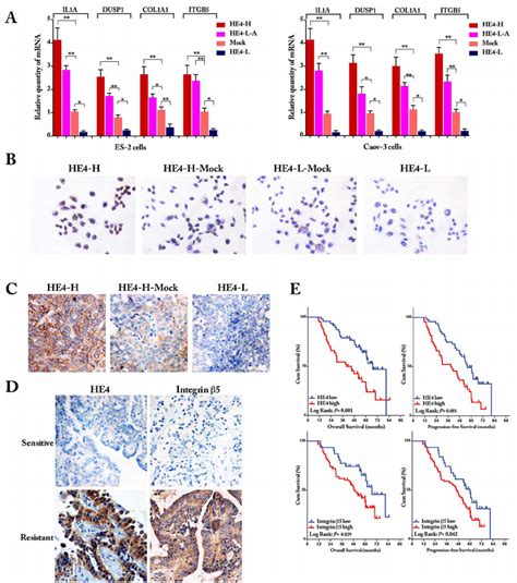 Validation Of Differentially Expressed Genes Quantitative Real Time