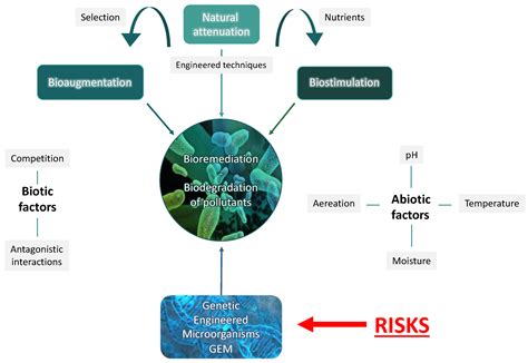 Difference Between Bioaugmentation And Biostimulation