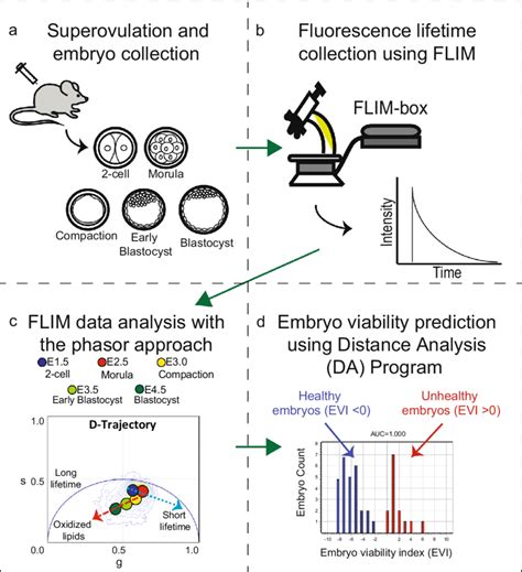 Schematic Of The Workflow Of The Experimental Design A We Collected Download Scientific