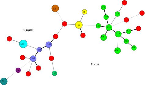 Minimum Spanning Tree Showing The Clustering Of The Campylobacter Sts