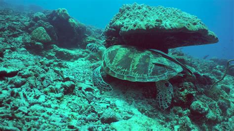 Sea Turtle In Natural Habitat In Tropical Stock Footage Sbv 352277218