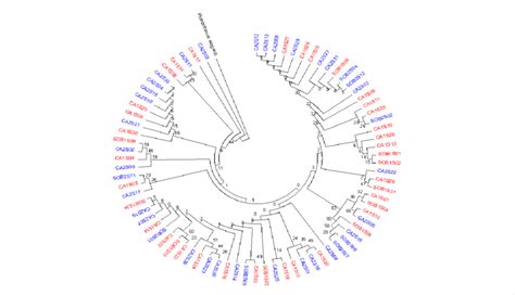 bayesian inference bi topology tree obtained of the hky i model has