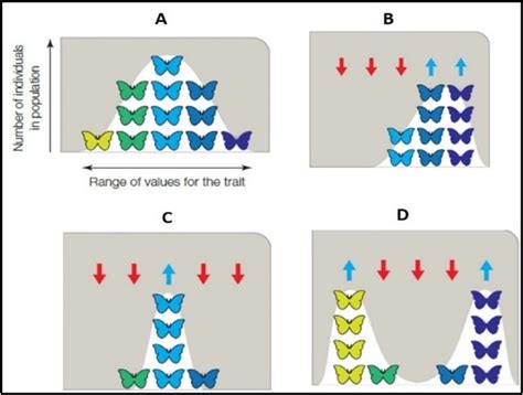 Solved A Midrange Form Of A Trait Is Eliminated And Extreme Forms