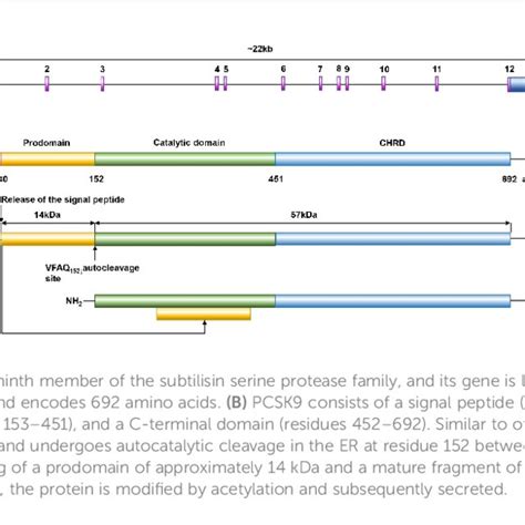 The Role Of The Nlrp3 Inflammasome Signaling Pathway In Download
