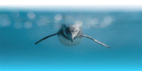 Control Of The Avian Vampire Fly Charles Darwin Foundation