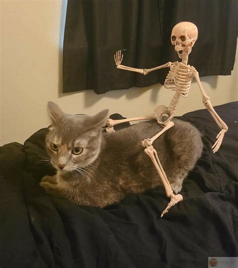 Tổng Hợp Skeleton Meme Waiting Siêu Vui Khiến Ai Xem Cũng Cười