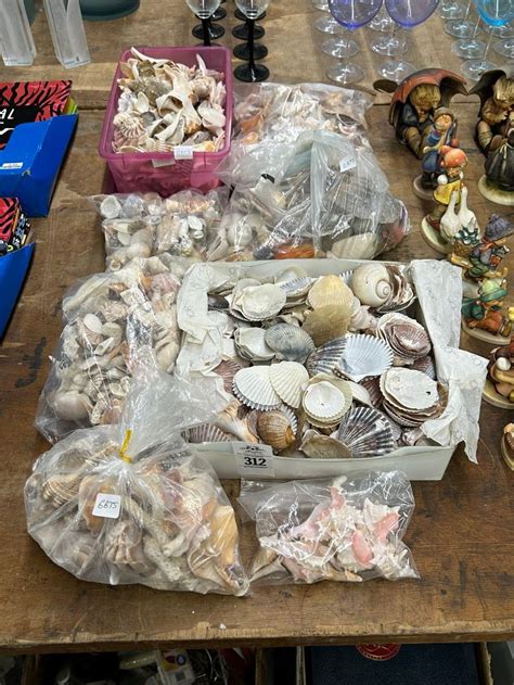 Sea Shell Collection