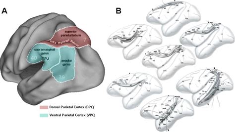 parietal cortex and episodic memory an attentional account pmc