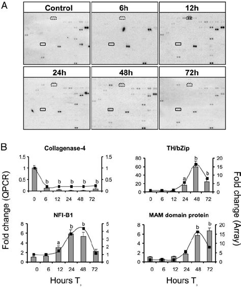 Multigene Analysis Of T 3 Induced Metamorphosis Using The Magex Cdna Download Scientific