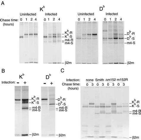 Differential Effects Of Mcmv Infection On Maturation Of Different Class