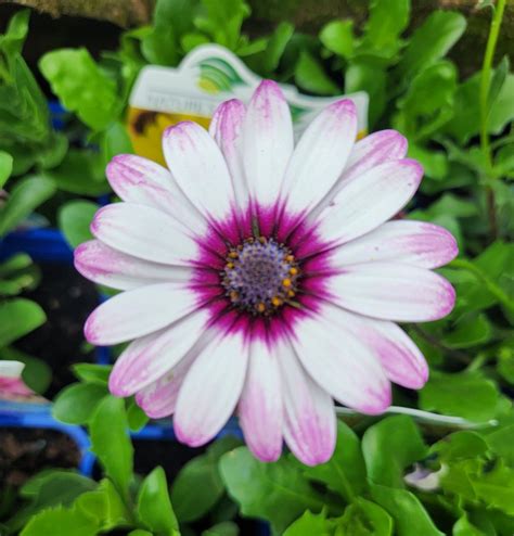 Osteospermum Unicorn African Daisy 4 Pot Hello Hello Plants