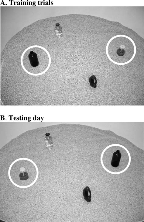 Figure 1 From Sex Differences For Object Location Memory In Rats The
