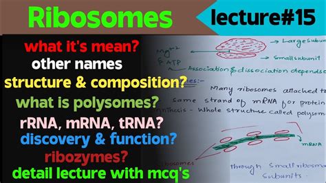 Ribosomes Structure Composition And Function Polysomes Youtube
