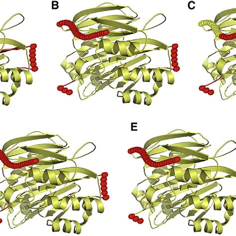 A Schematic Diagram Of Protein Pdb 1msva With Idrs Predicted By Download Scientific Diagram