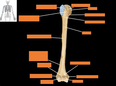 Humerus Anterior View Right Side Diagram Quizlet