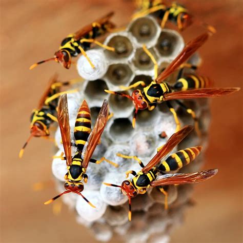A Few Things To Know About Wasp Nest Removal Colorado Pest Management A Few Things To Know About Wasp Nest Removal Colorado Pest Management