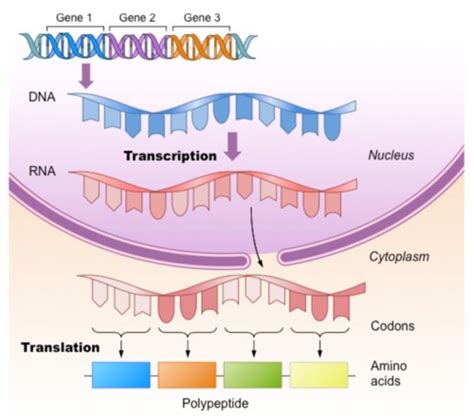 2 4 Gene Polypeptide Flashcards Quizlet
