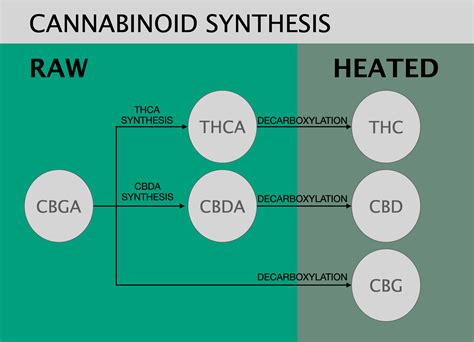 What Is Cbda And Is It Actually Better Than Cbd Embodygreen