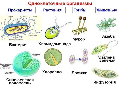Unlocking The Secrets 20 2 Prokaryotes Answer Key Revealed