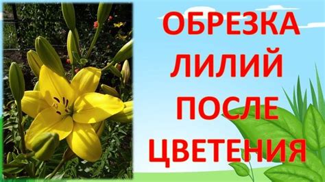 Youtube Цветение Лилии Садовые растения