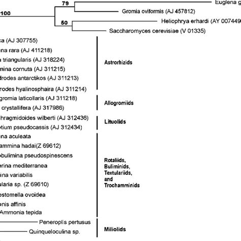 Maximum Likelihood Phylogenetic Tree Based On Dna Sequence Data Of The