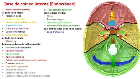 Base De Cráneo Fosas Craneales Anatomia Fosa Craneal Anterior Base