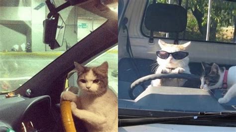 10 Potret Lucu Kucing Berlagak Seperti Montir Dan Sopir Menggemaskan Banget Mobil Otosia Com
