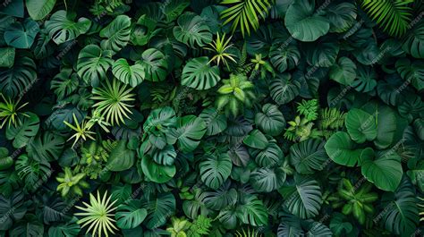 An Expansive Canopy Of Tropical Leaves Creating A Dense Green Texture