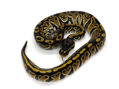 Cypress Trick Ball Python By Snakeman Snake Shop Mj Burton Reptiles