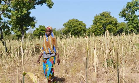 Mali New Initiative Launched To Help Climate Proof Sorghum Farming For Millions
