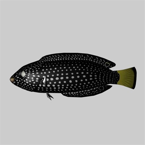 3d 카툰 바다 생물 팩 로우 폴리곤 3d 모델 30 3ds Obj Fbx Ma Unknown Free3d