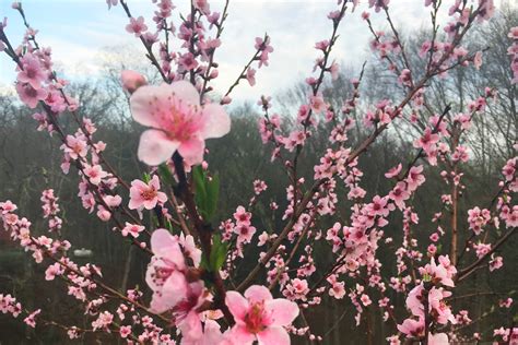 Als Tree And Shrub Care New Milford Colony