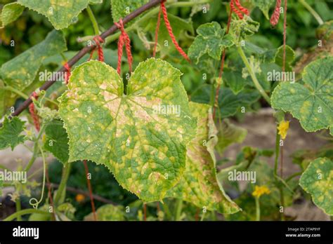 Cucumber Plant Leaf Infected By Downy Mildew Or Pseudoperonospora Cubensis In The Garden Close