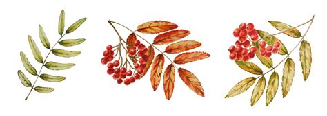 가을 수채화는 흰색 배경에 그림을 격리했다 호박 단풍 나무 잎 도토리 오크 잎 버섯 Physalis 산 애쉬 비행 Agaric