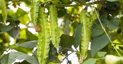 How To Plant And Grow Winged Beans Gardeners Path