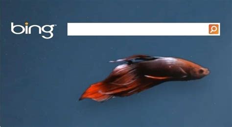 如何使用 Bing 图像创建器创建令人惊叹的图像