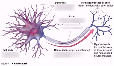 AP PSYCH UNIT 3 Diagram Quizlet