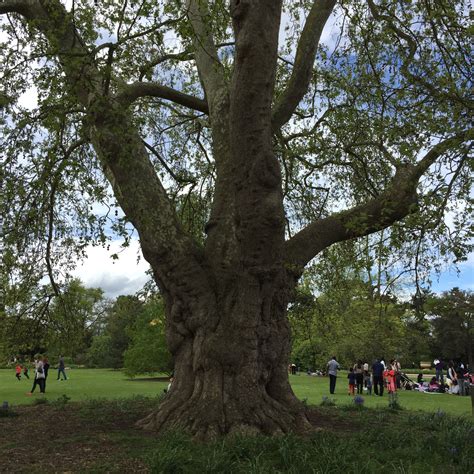 Kew Gardens Does It Live Up To The Hype Wander Mum