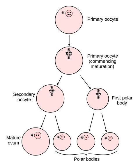 Schematic Representation Of Spermatogenesis And Oogenesis 1