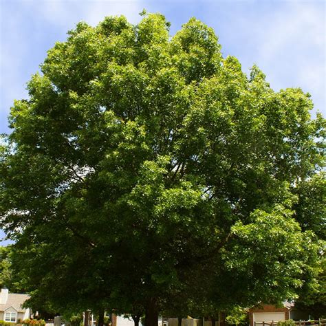 Pin Oak Porcupine Hollow Farm